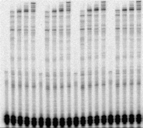 Rna Dependent Dna Polymerization Activity Of Purified Wt And Mutant Download Scientific Diagram