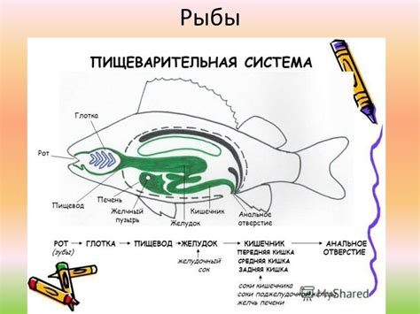 Эволюция пищеварительной системы животных презентация онлайн
