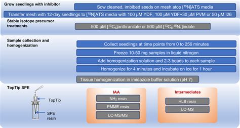 Stable Isotope Labeled Kinetics Silk Methods For Analyzing Iaa Download Scientific Diagram