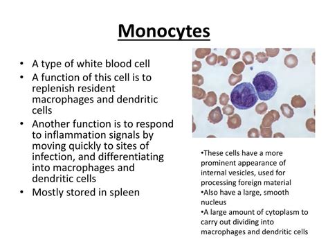 Ppt Monocytes Powerpoint Presentation Free Download Id 2672924
