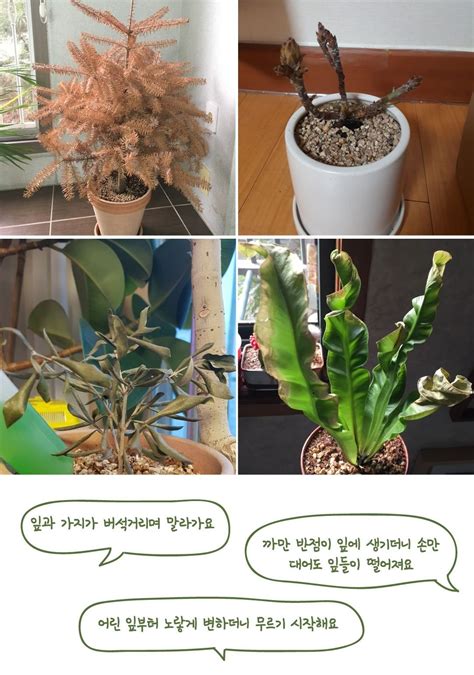 물주기가 너무 어려운 당신에게 한 달에 한 번 물 주는 화분 스밈 숲과 나무에 대한 이야기 매거진
