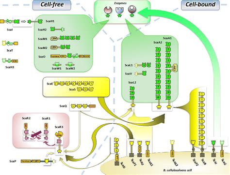 Intricacy Of The B Cellulosolvens Cellulosome Assemblies The Scheme