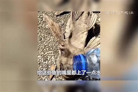 一条鱼被暴晒成“鱼干”，倒点水就又“起死回生”了！水就
