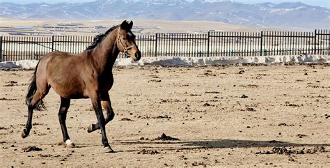 Mорьтон адуу үржүүлгийн газар Сарт хээр Facebook