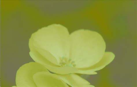 Github Prajnashree00image Processing