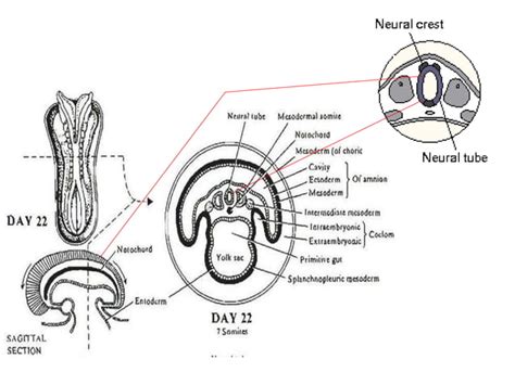 Embryology Of Eye Ppt