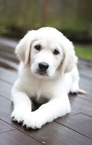 White Golden Retriever Puppies