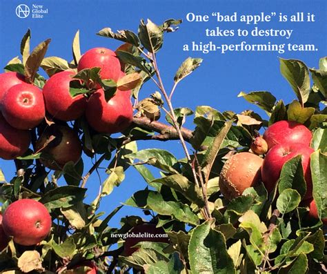Are You Letting The Bad Apples Rot Your Team New Global Elite Izabela Lusinska