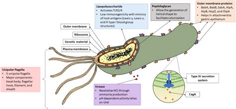Helicobacter Pylori Definition Morphology Pathogenesis Treatment Biology Notes Online