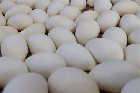 Perbedaan Antara Mino Dan Nopia Khas Kota Purwokerto