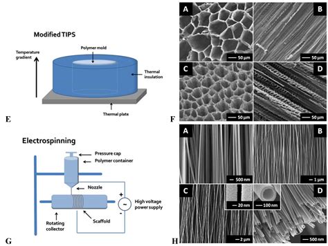 Materials Free Full Text Anisotropic Porous Biodegradable Scaffolds For Musculoskeletal