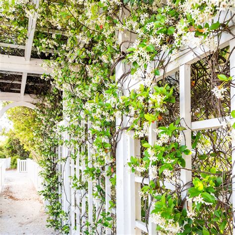 Star Jasmine Fence Topper