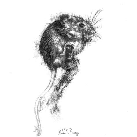Original Mouse Balancing Sketch Seanbriggs