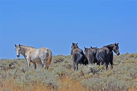 How To Bleed A Fish Outdoor Life