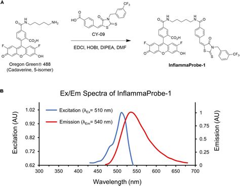 A Novel Optical Imaging Probe For Targeted Visualization Of Nlrp3 Inflammasomes In A Mouse Model