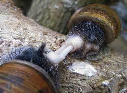 Life Cycle Of A Snail Online Biology Dictionary