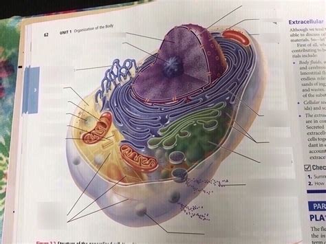 Physiology Chapter 3 Test Diagram Quizlet