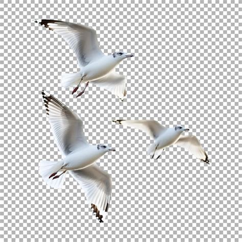 Lapwing Flight Psd High Quality Free Psd Templates For Download Freepik