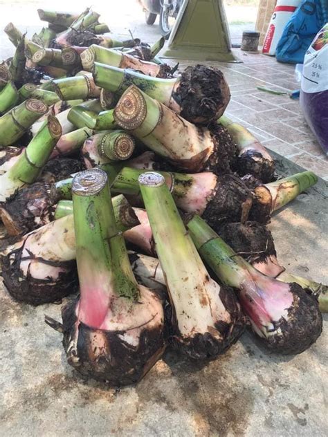 จำหน่ายหน่อพันธุ์กล้วยหอมทองท่ายางเพชรบุรี 10 หน่อ 250 บาท จัดส่งฟรี มีบริการเก็บปลายทาง ราคา