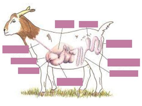 Digestive System Goat Diagram Quizlet