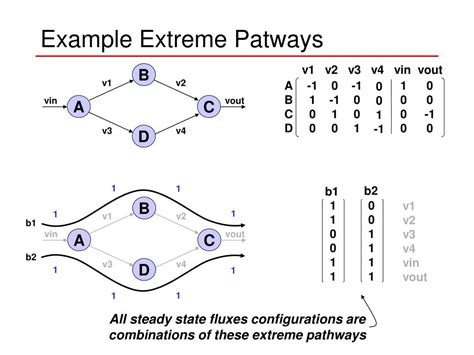 Ppt Introduction To Steady State Metabolic Modeling Powerpoint