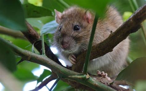 Do Citrus Trees Attract Rats Couch To Homestead
