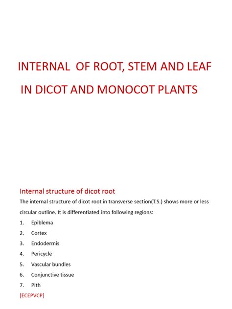 6 Internal Structure Of Dicot Root 2 Pdf