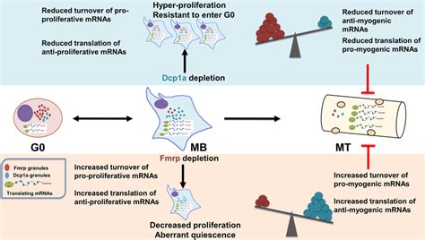 Polysome Profiles Of Proliferating Quiescent And Differentiated Download Scientific Diagram