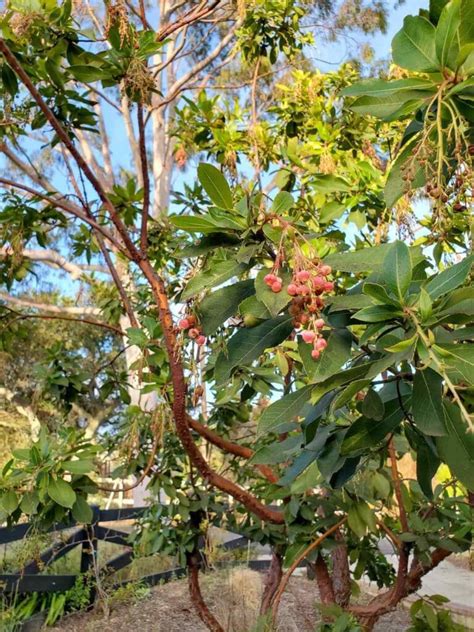 50 Great Gopher Resistant Plants For California And Beyond ~ Homestead And Chill