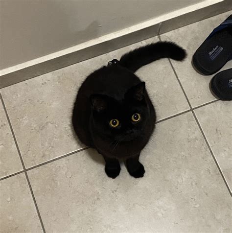 Molly Is Composed Of Simple Shapes Reyesofthevoid
