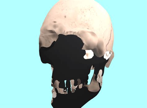 Texture Uv Mapping Isnt Working Properly R Opengl