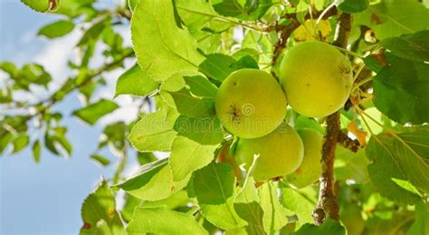 Agriculture Apples And Green Fruit On Tree With Leaves Or Sustainable Farm In Countryside
