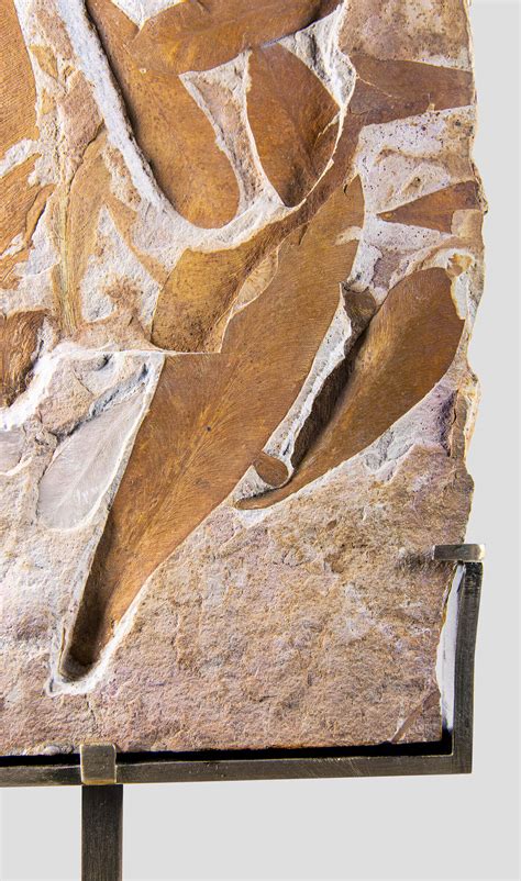 Glossopteris Fossil Fern Leaves For Sale 306mm