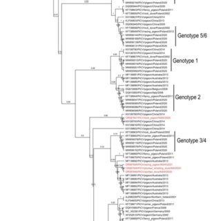 Bayesian Phylogenetic Inference Of Phylogenetic Relationships Amongst