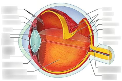 Bio 231 Lab Quiz 7 Eye Diagram Quizlet