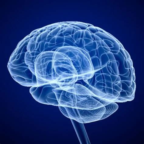 Seeing Is Believing Image Of Primary Visual Cortex In A Mouse Wins Second Place In Nih Research