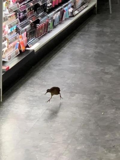 Bird On Tumblr