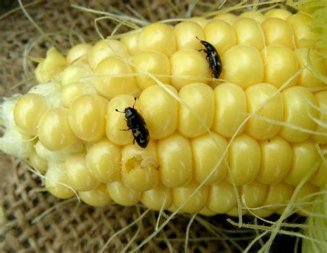 Southeast Michigan Vegetable Update July 24 2019 Vegetables