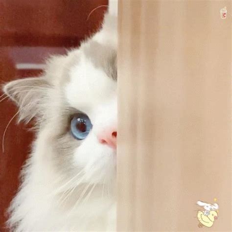 原来聪明猫都有这六点特征难怪差距那么大 知乎