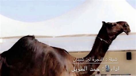 شيلة الدجره لبن شبنان طرب حصري 2020 اداء حمد الطويل⚡️ Youtube