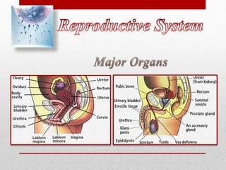 Human Body Systems PPT