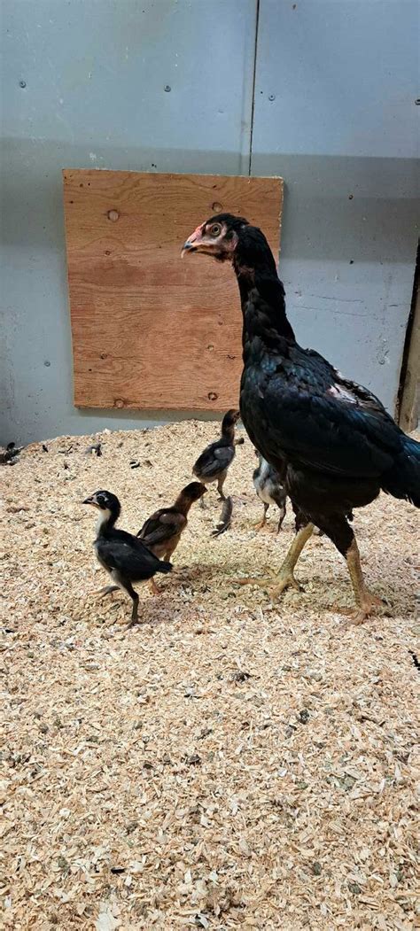 5 Asil×thai Chicks Livestock Leamington Kijiji