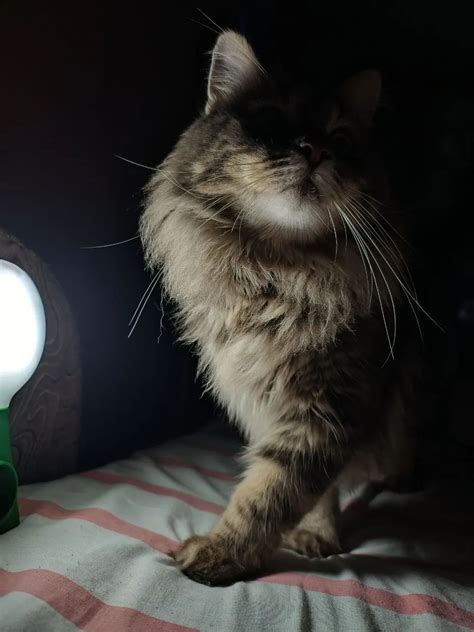 Учора ввечері коли не було світла квт на всіх полював А коли вже всі