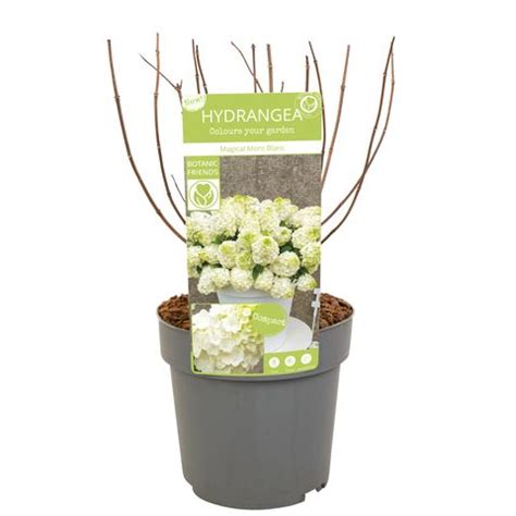 Hydrangea paniculata MAGICAL MONT BLANC — Plant Wholesale FlorAccess
