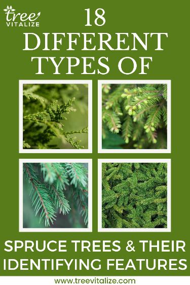 18 Different Types Of Spruce Trees Their Identifying Features Artofit