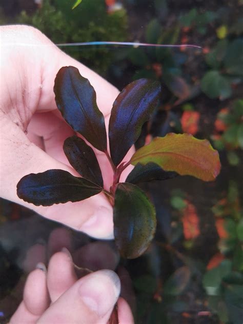 Bucep Bucephalandra Brownie Purple Rare Color Furniture And Home