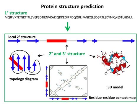 Ppt New Approaches To Protein Structure Prediction And Design Powerpoint Presentation Id1846706