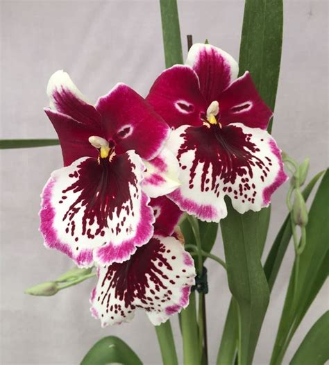 Miltonia Miltonia Orchidee Miltonia Orchidee