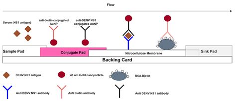 Schematic Illustration Of The Dengue Ns1 Rapid Antigen Test Download Scientific Diagram