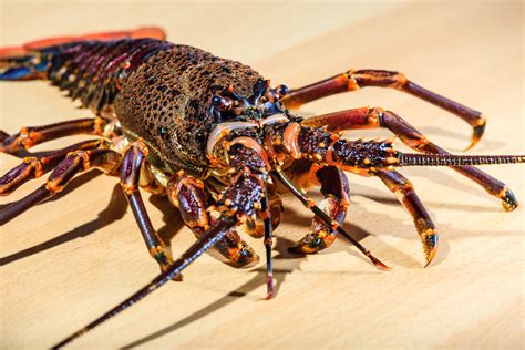 13 Types Of Lobster From Around The World American Oceans